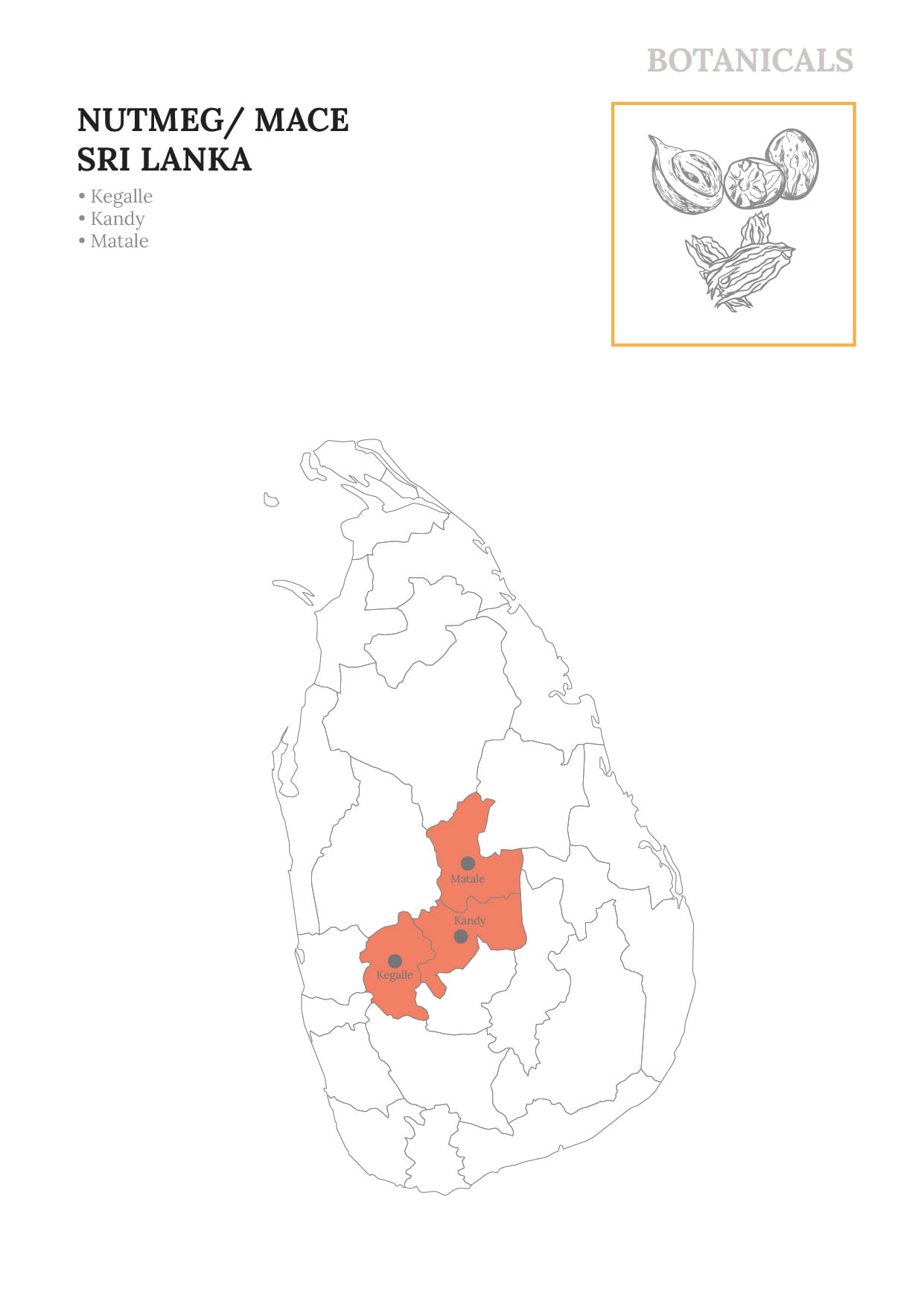 Premium Nutmeg Whole Without Shell | Verger Naturals | Vergers Premium ...